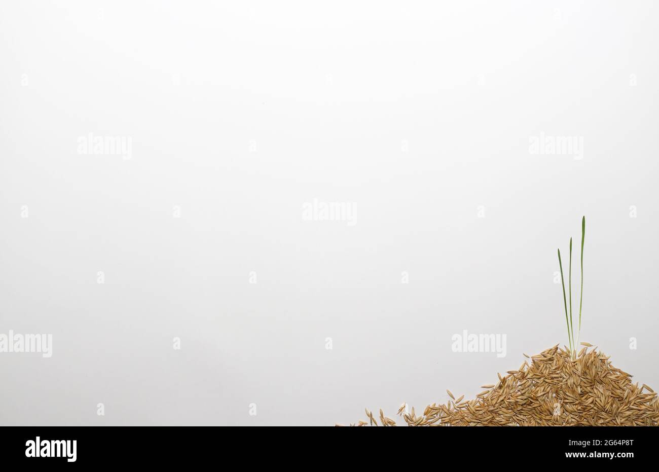 Sprouts as cattle food hi-res stock photography and images - Alamy