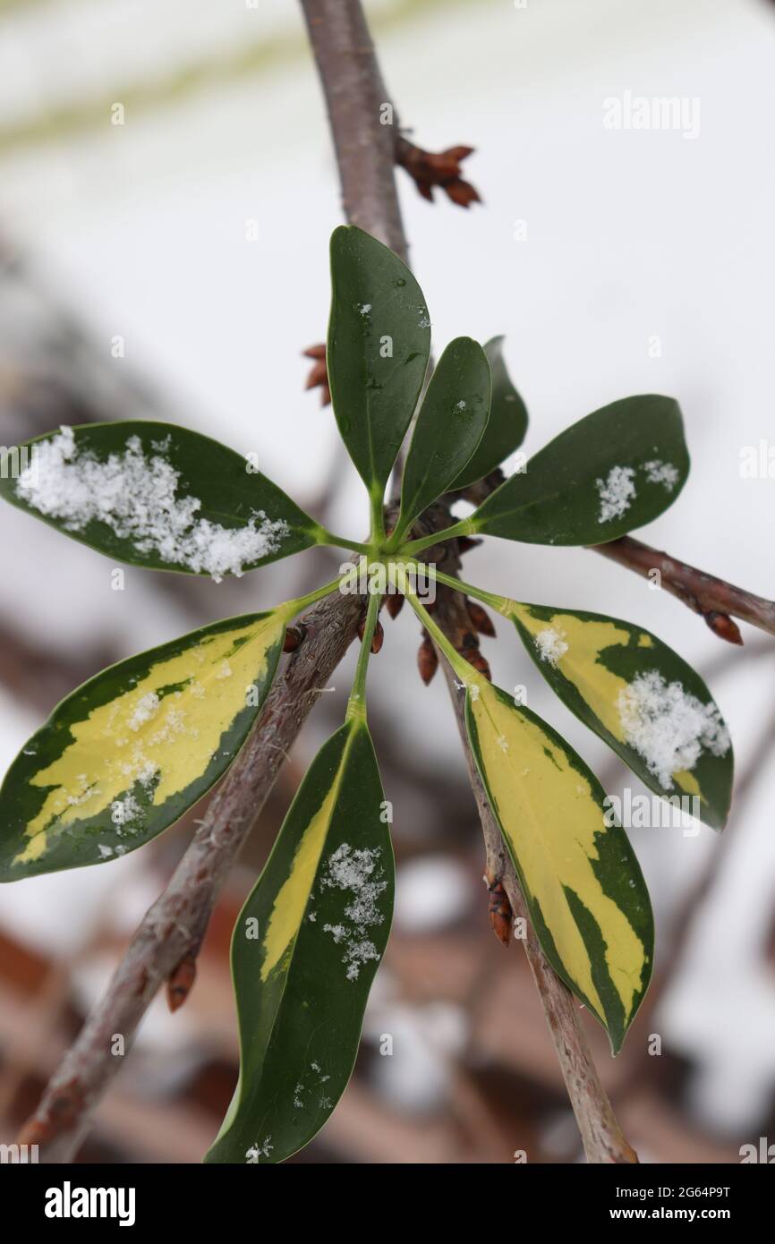 Green leaves with snow on a tree branch Stock Photo - Alamy