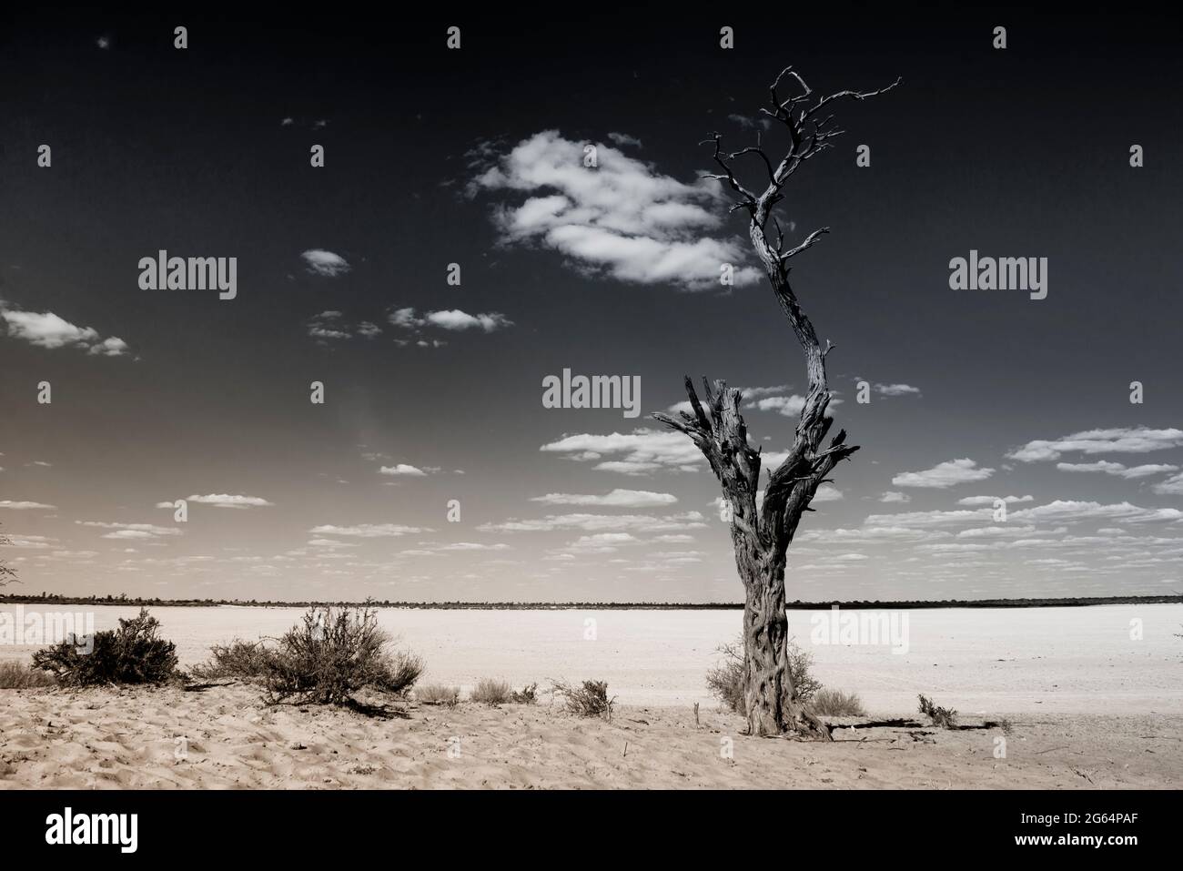 Semi arid sandy savannah hi-res stock photography and images - Alamy