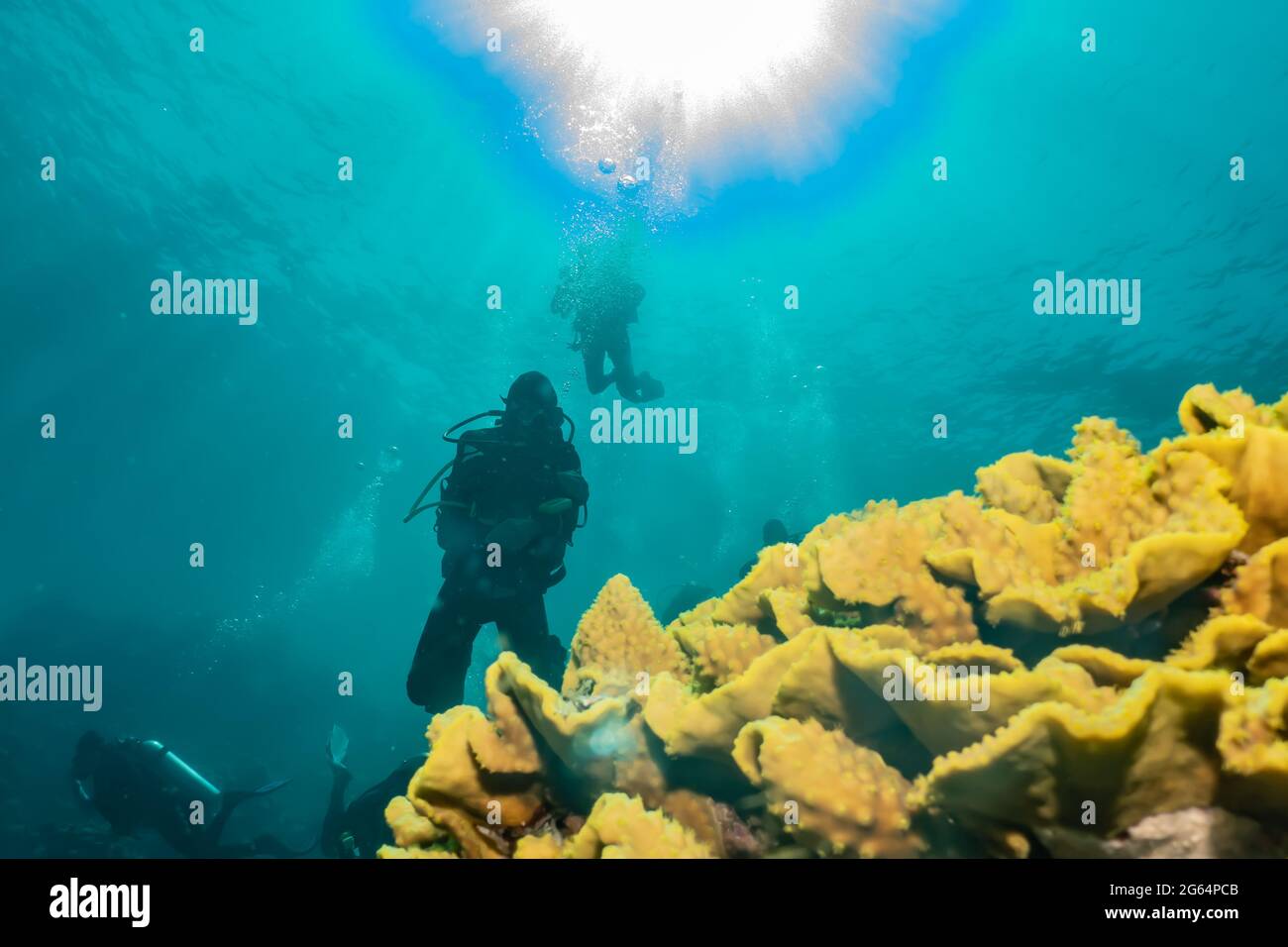 Coral reef and water plants in the Red Sea, Eilat Israel Stock Photo ...