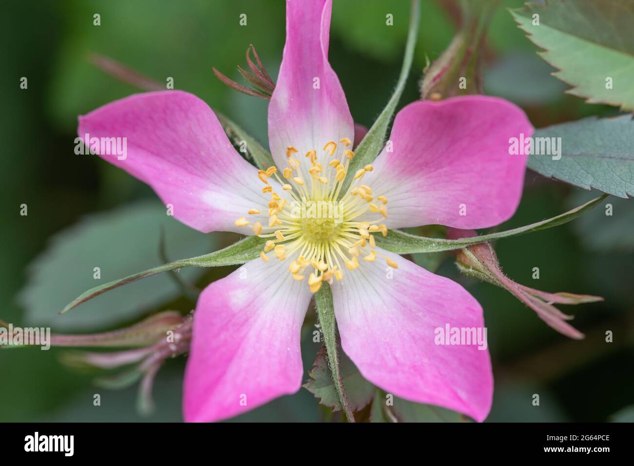 Close up of a red leaved rose (rosa glauca) flower in bloom Stock Photo ...