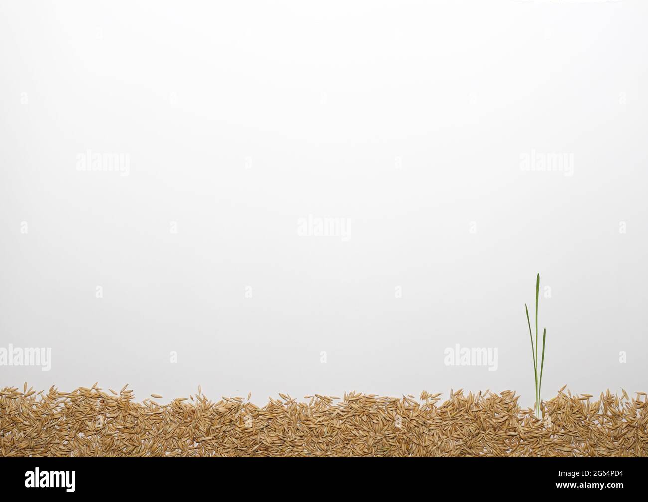 Sprouts on the ground made of grains. On white background, copy space ...