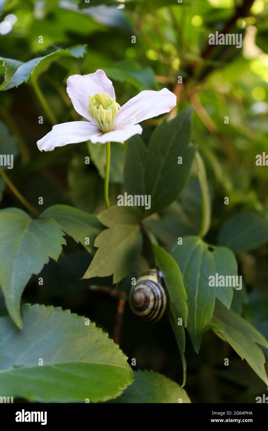 Snail with flower hi-res stock photography and images - Alamy