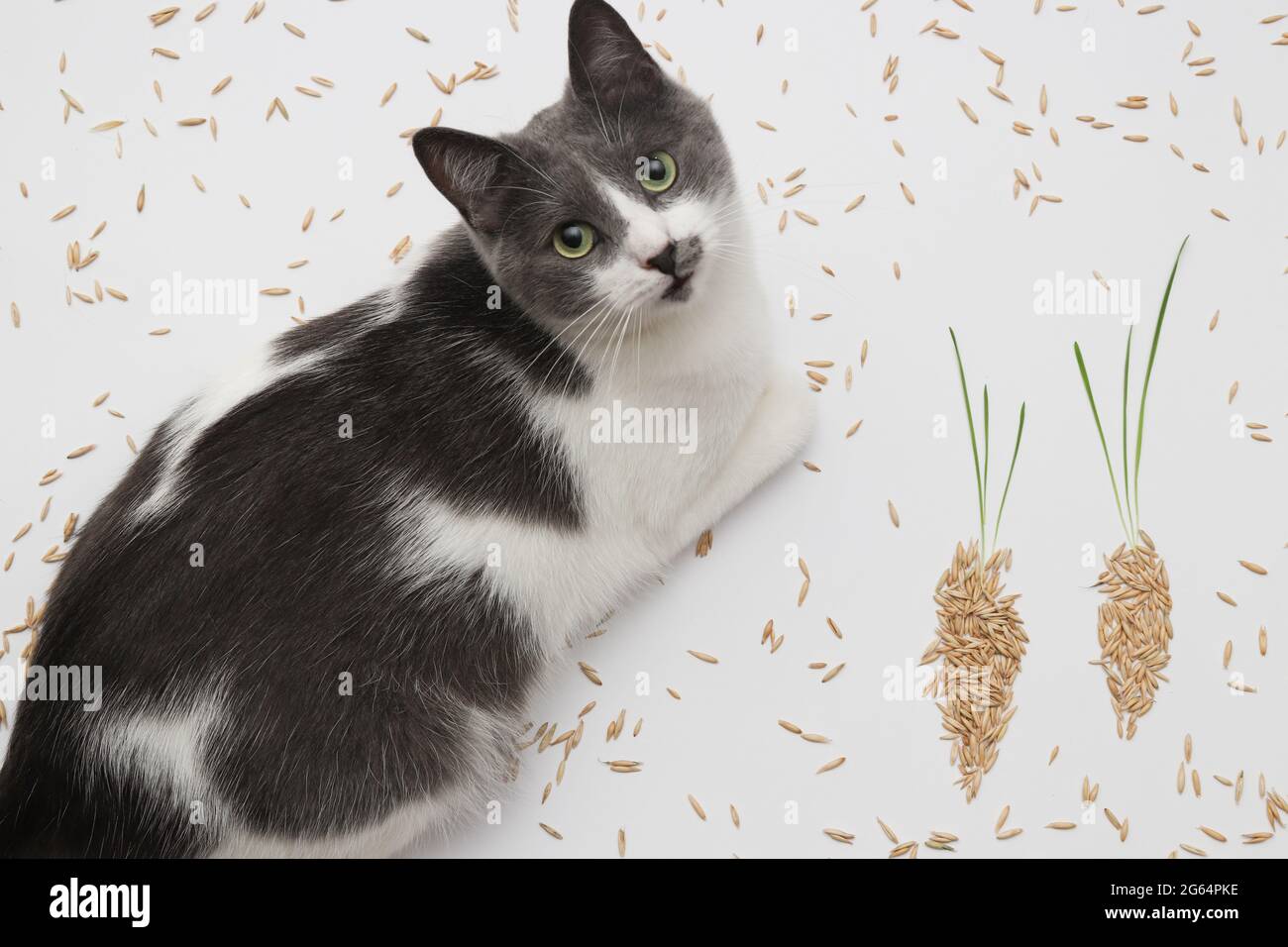 Cat with grains and sprouts. Concept of healthy food for cats Stock ...
