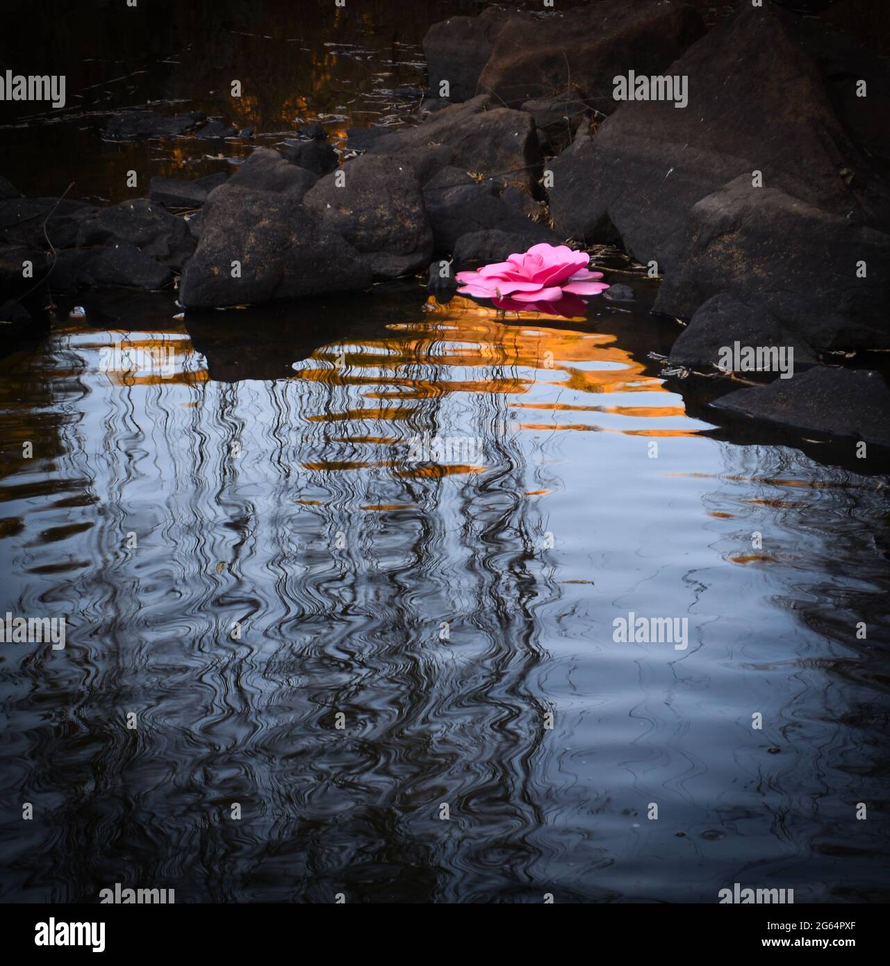 Photos of a pink flower floating in a stream Stock Photo - Alamy