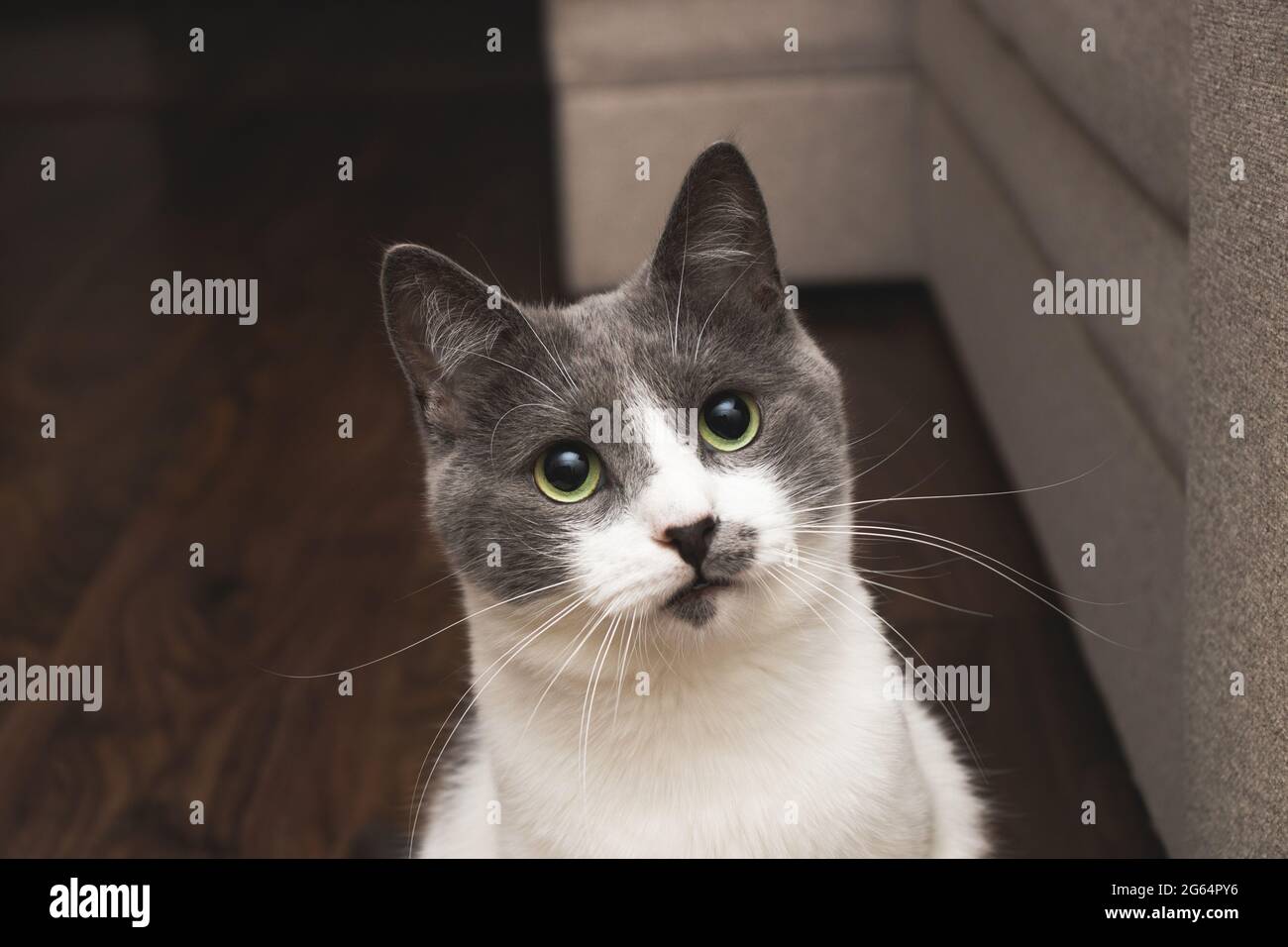 Portrait of surprised cat. Funny curious cat Stock Photo - Alamy