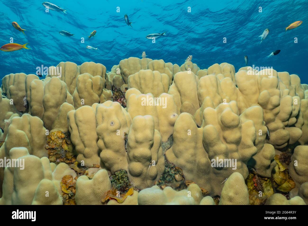 Coral reef and water plants in the Red Sea, Eilat Israel Stock Photo ...
