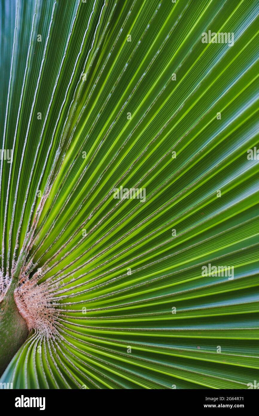 Palm tree leaf. Texture of palm leaf Stock Photo - Alamy