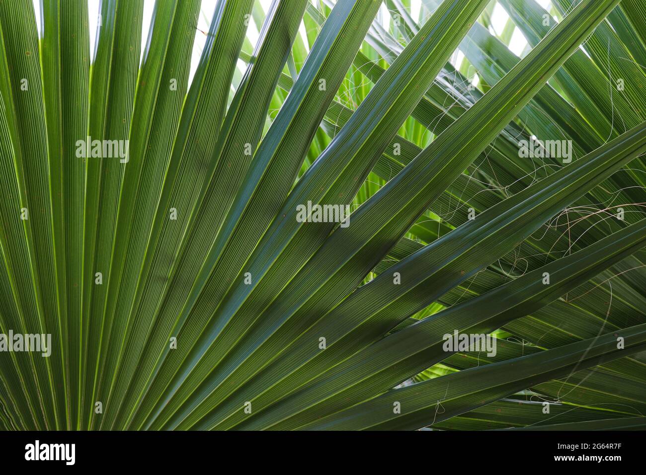 Palm tree leaves. Fan from fresh palm tree leaves Stock Photo - Alamy