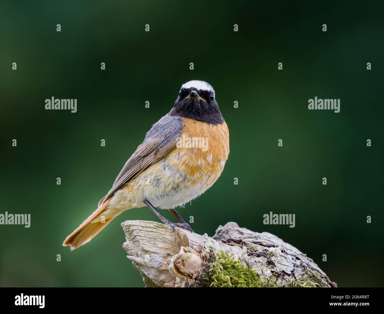 Redstart bird uk hi-res stock photography and images - Alamy