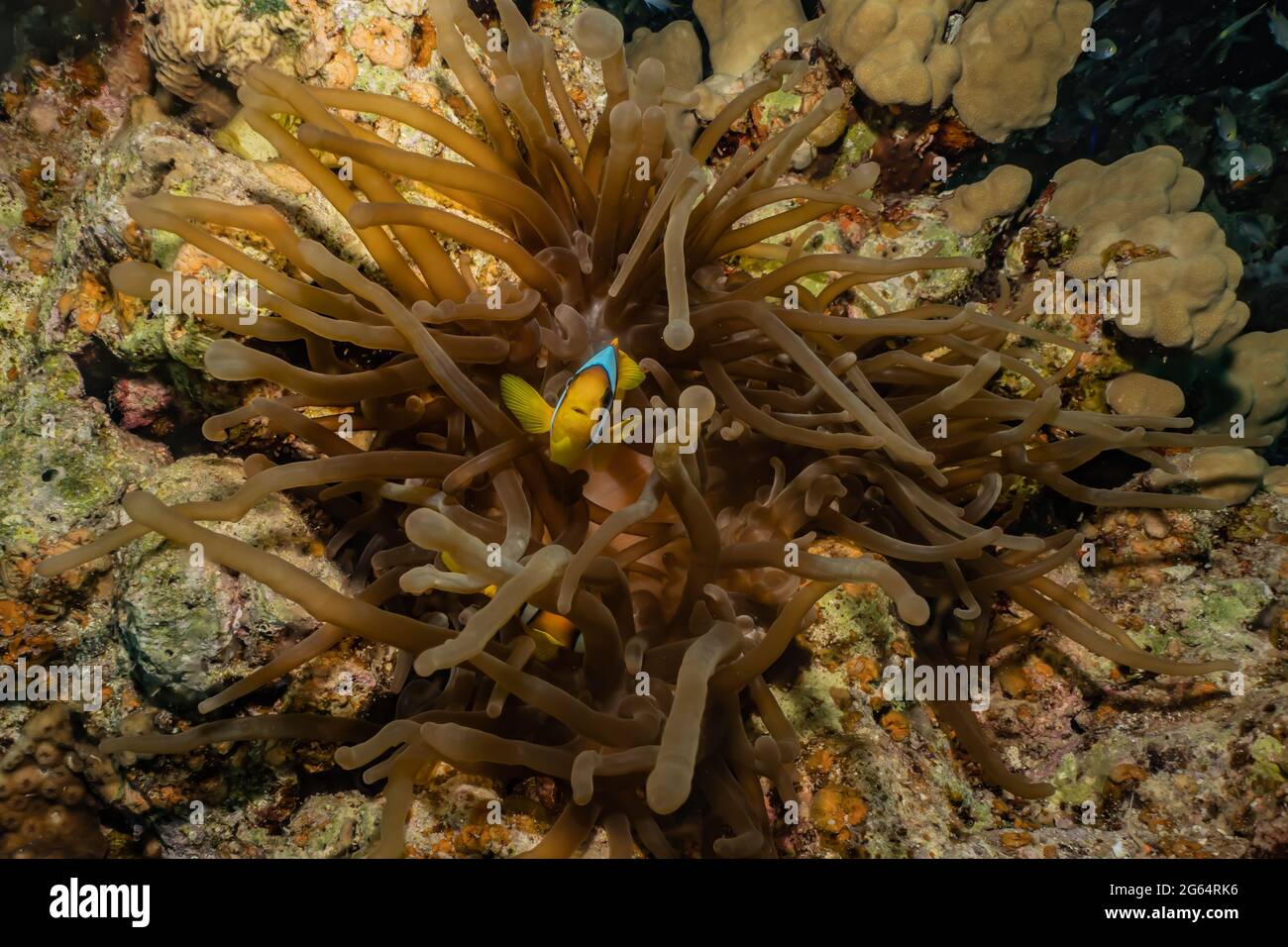 Coral reef and water plants in the Red Sea, Eilat Israel Stock Photo ...