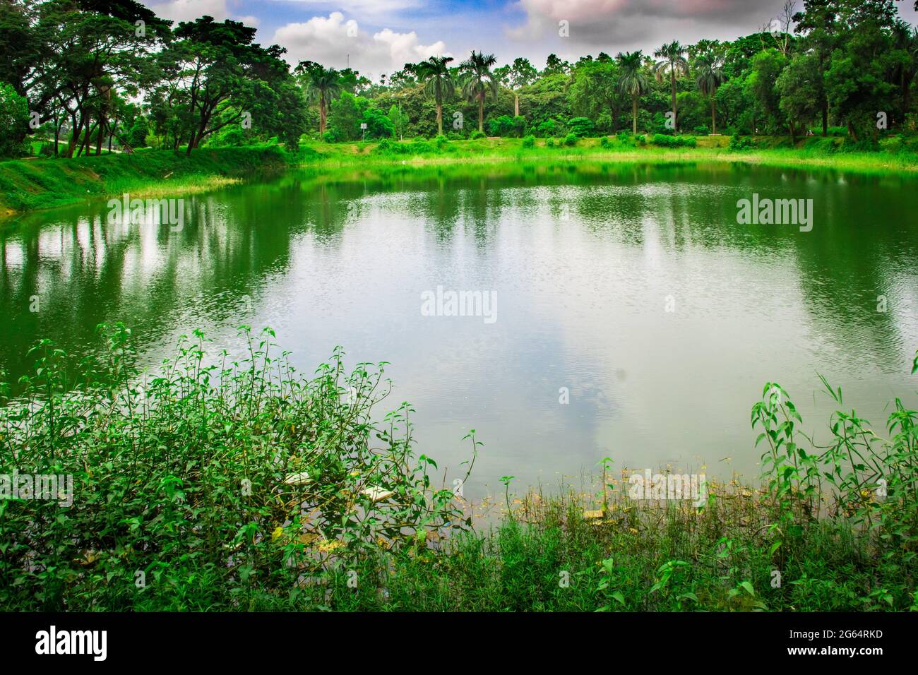 A pond in tranquil green nature. I captured this image on August 11 ...