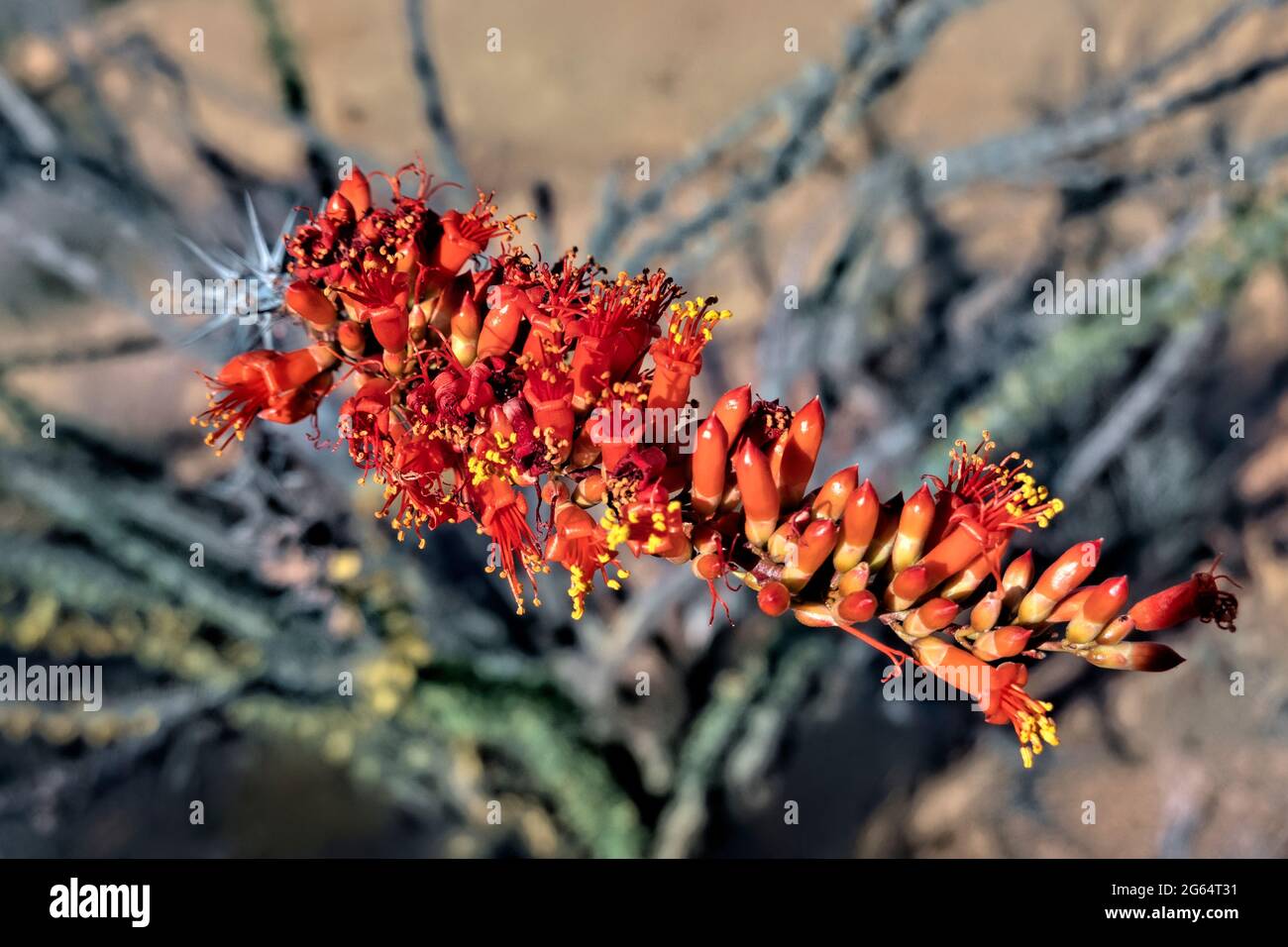 Ocotillo cactus flowers (Fouquieria splendens) along the Arizona Trail ...