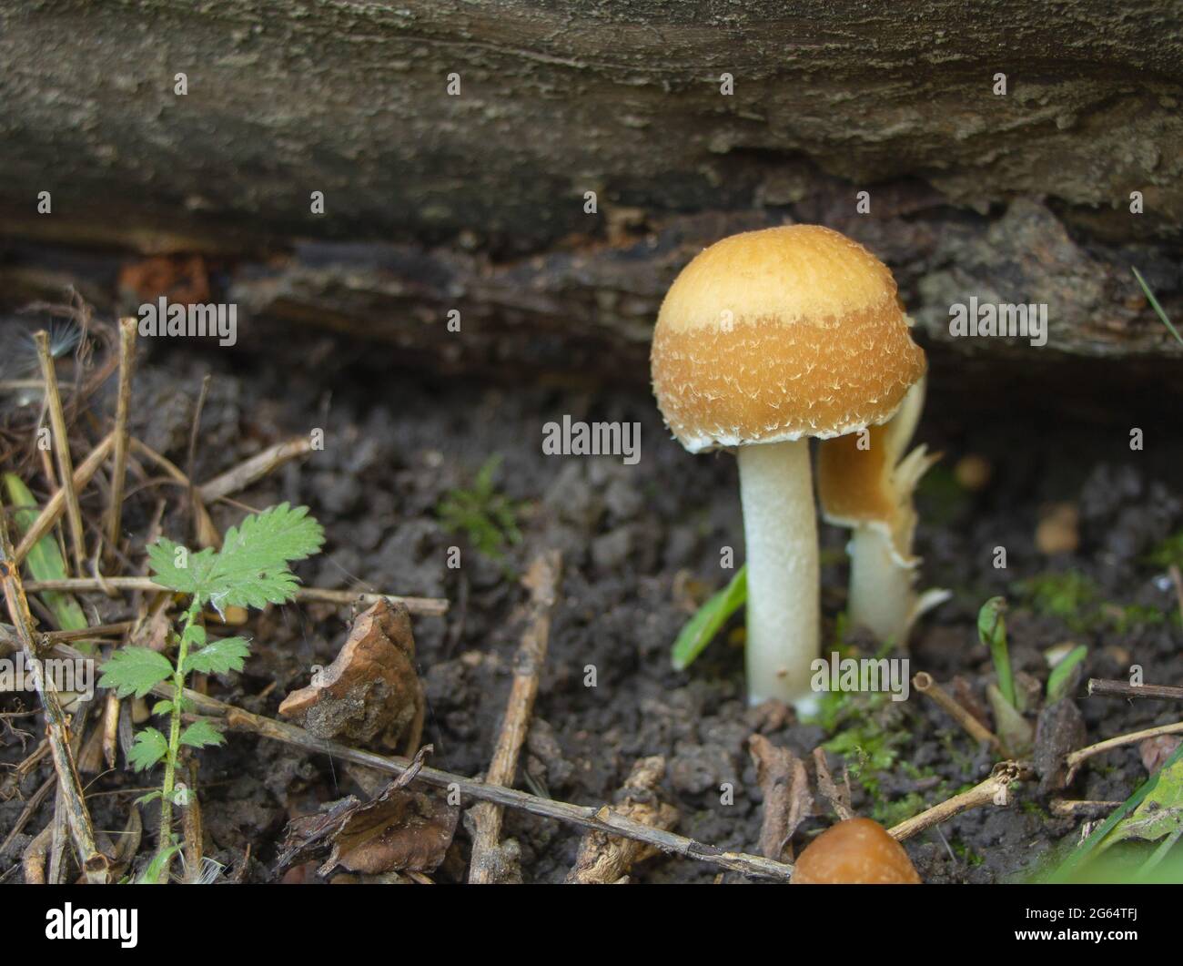Mushroom saffron float hi-res stock photography and images - Alamy