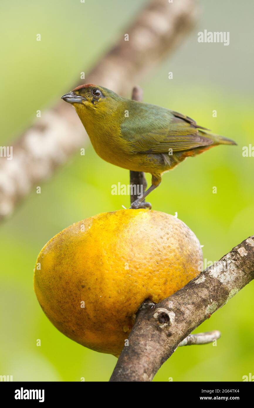 Euphonia watching hi-res stock photography and images - Alamy