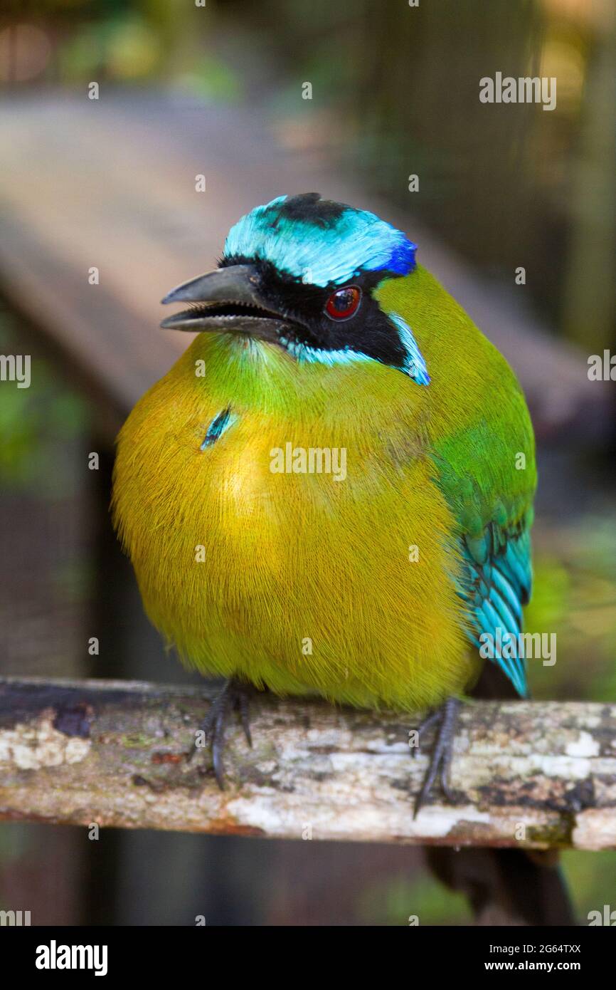 A blue-crowned motmot, Momotus momota, sits on a perch Stock Photo - Alamy