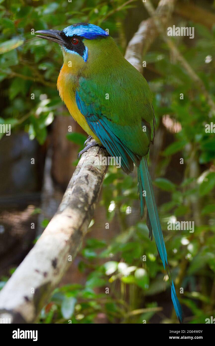 A blue-crowned motmot, Momotus momota, rests on a perch Stock Photo - Alamy