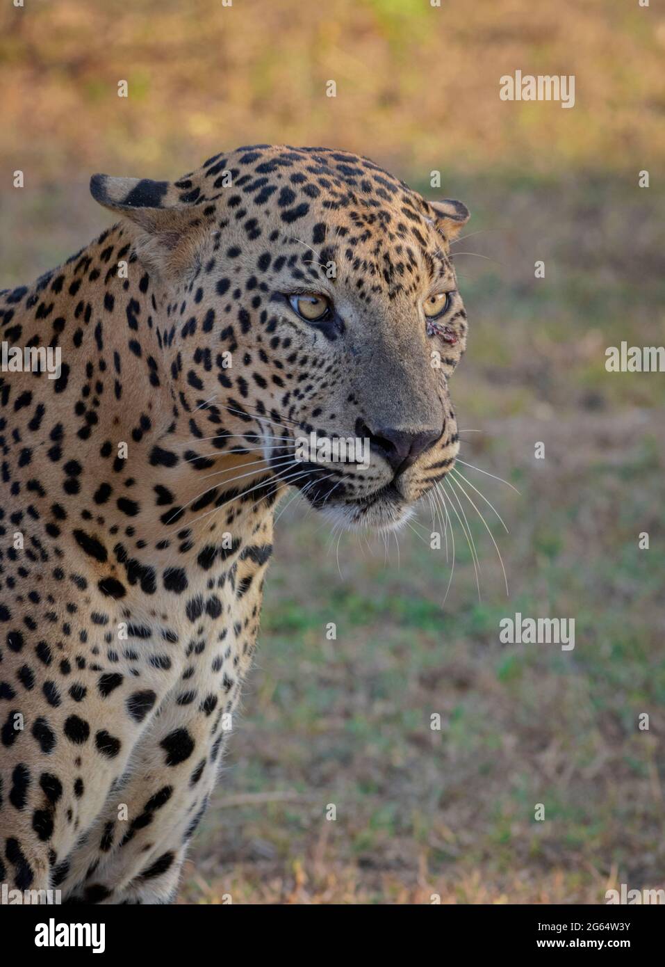 Sun spots face hi-res stock photography and images - Alamy