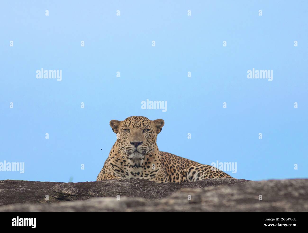 Sun spots face hi-res stock photography and images - Alamy