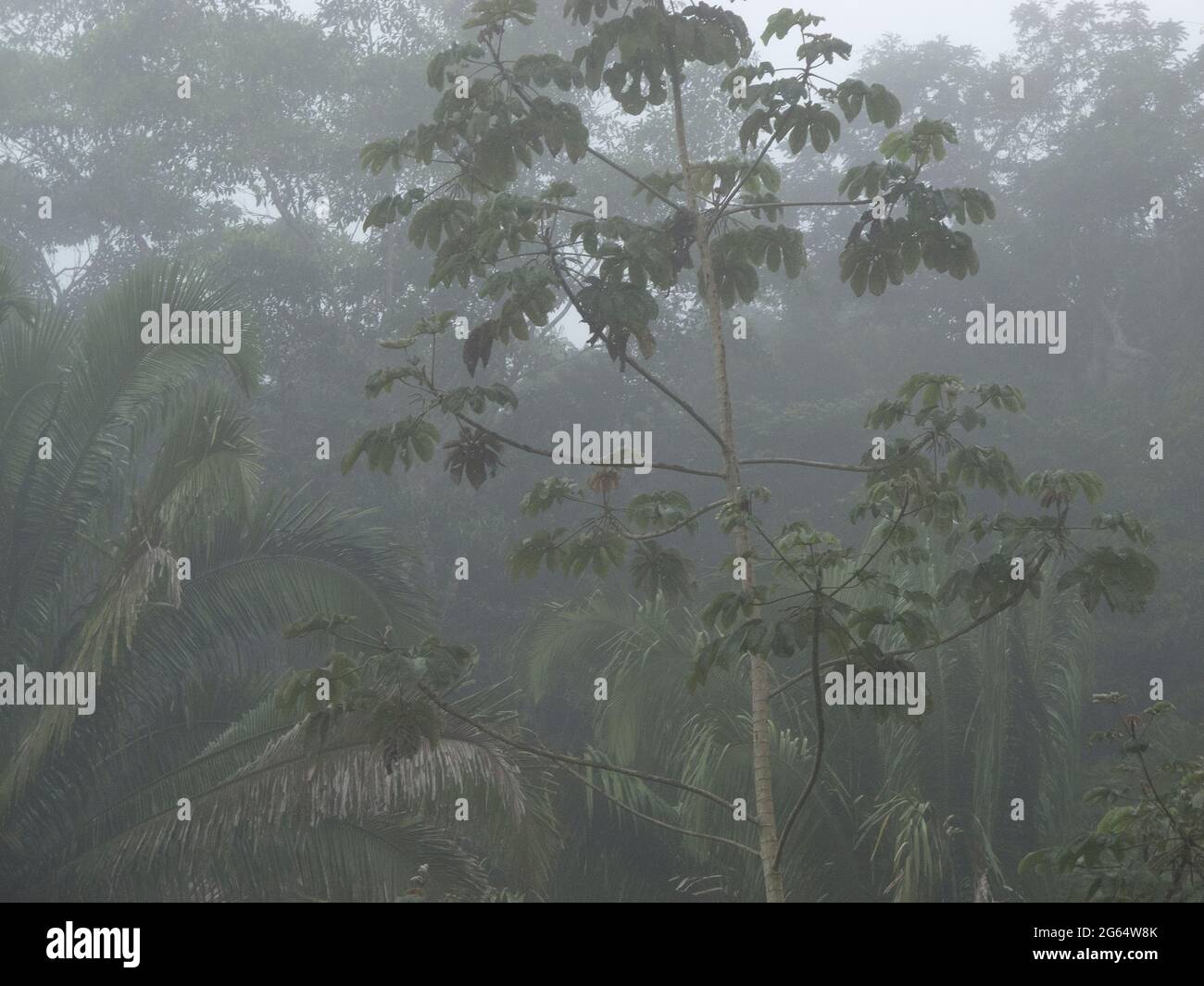 Rainforest morning mist hi-res stock photography and images - Alamy