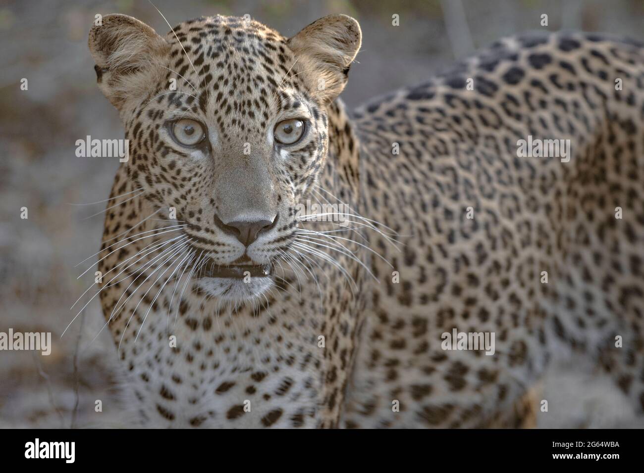 Sun spots face hi-res stock photography and images - Alamy