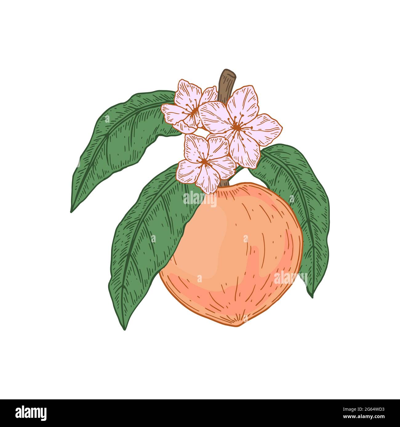 Colorful hand drawn peach branch with flowers isolated on white ...