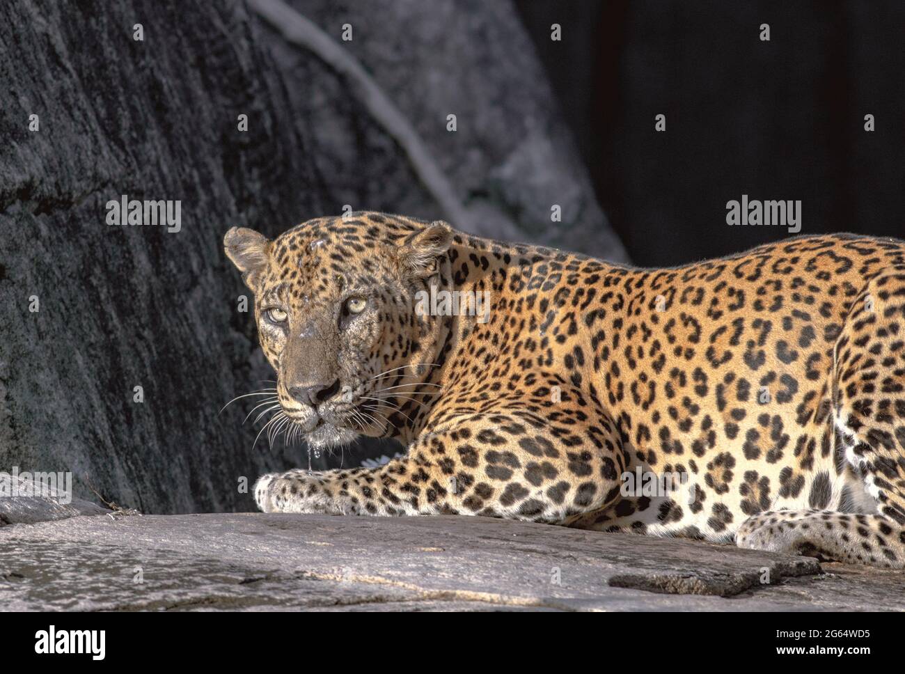 Sun spots face hi-res stock photography and images - Alamy