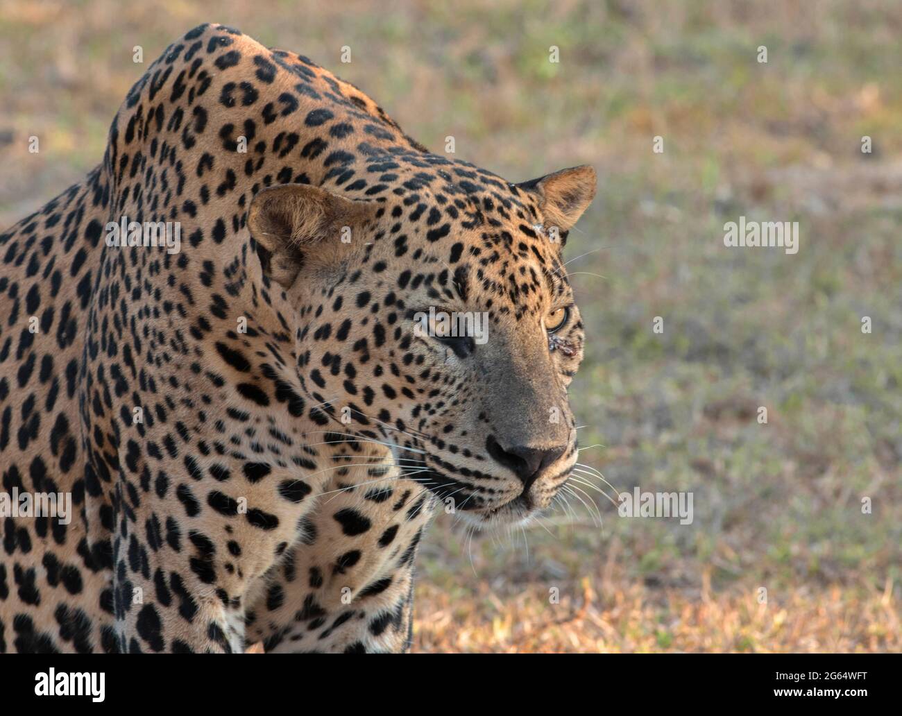 Sun spots face hi-res stock photography and images - Alamy