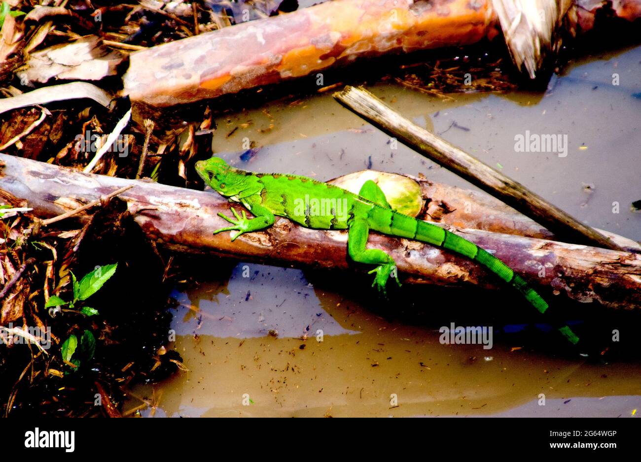 Large green amazon ground lizard hi-res stock photography and images ...