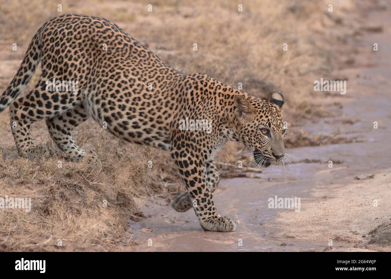Leopard in sunlight; Leopard walking in sun light; leopard in golden ...