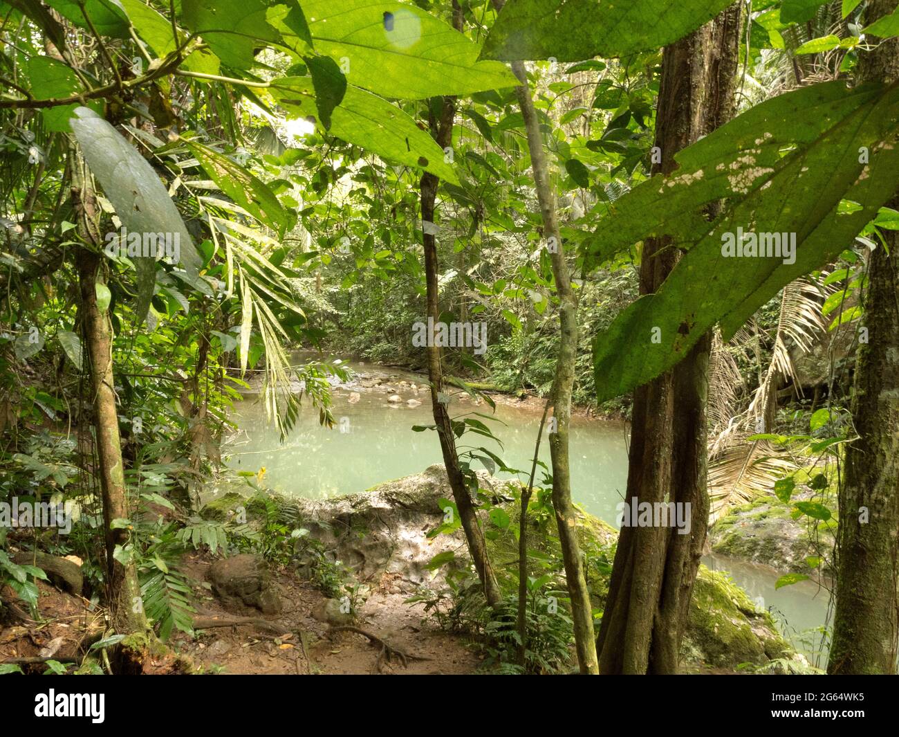 Thick vegetation scenery hi-res stock photography and images - Alamy