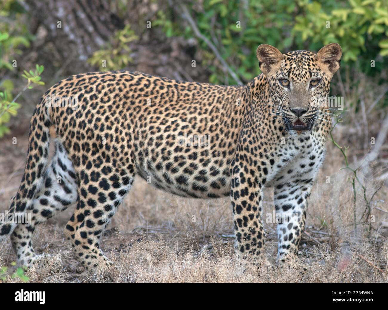 Spots and face hi-res stock photography and images - Alamy