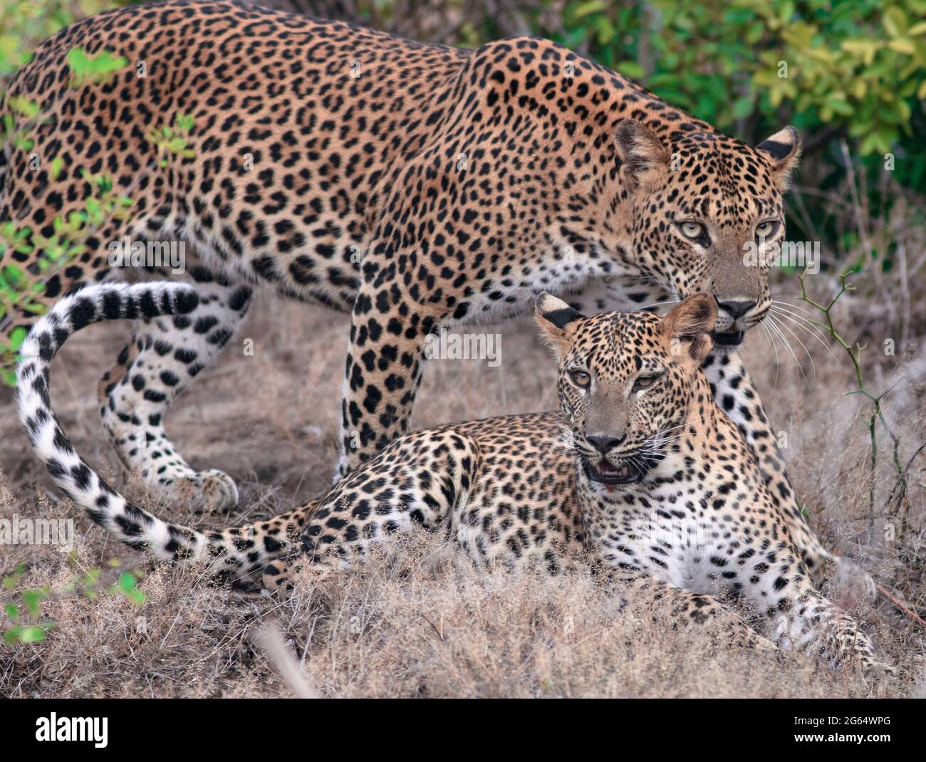 How the leopard got its spots hi-res stock photography and images - Alamy