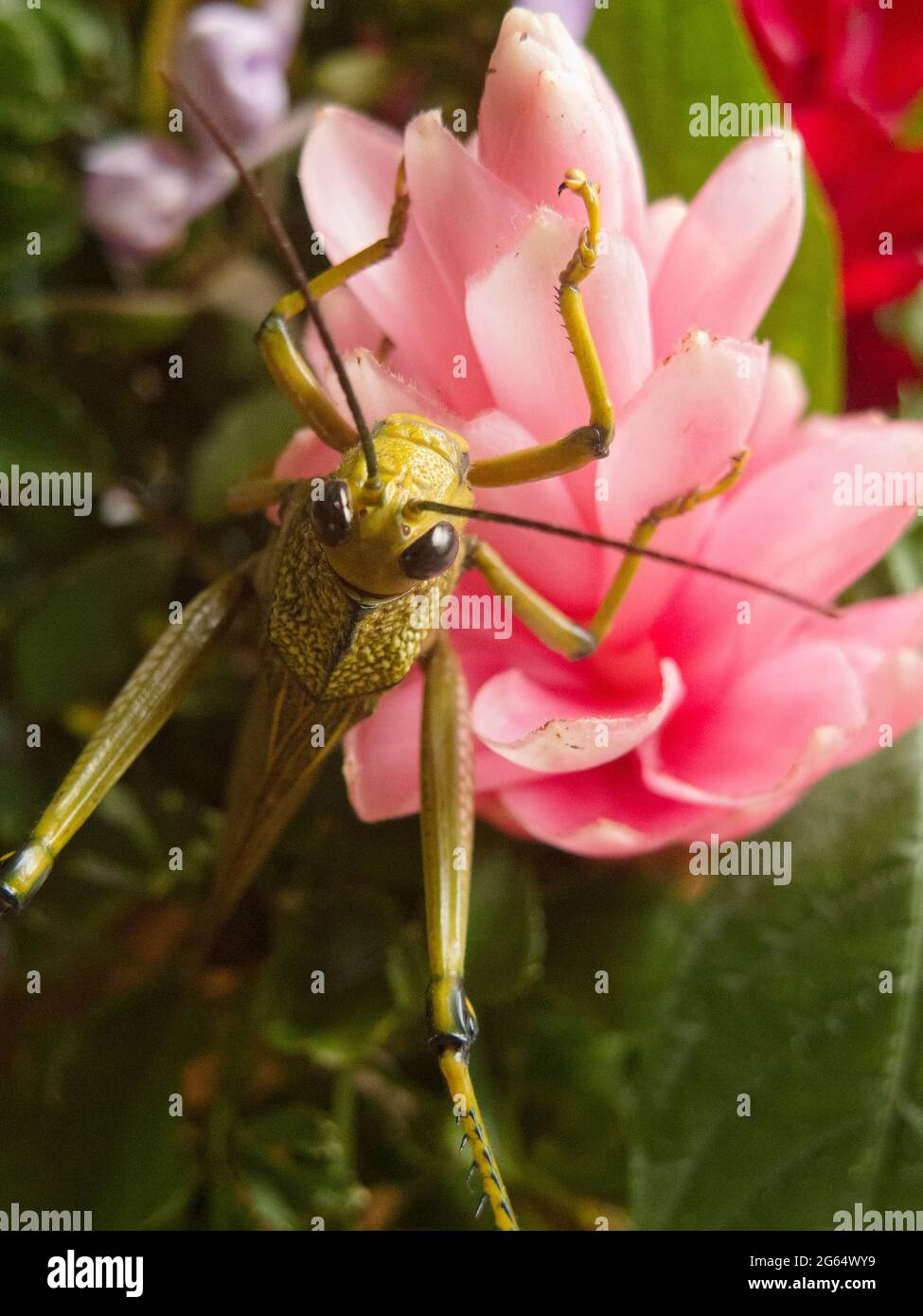 A grasshopper sits on a pink ginger flower Stock Photo - Alamy