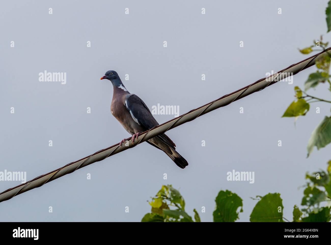 A dove resting Stock Photo - Alamy