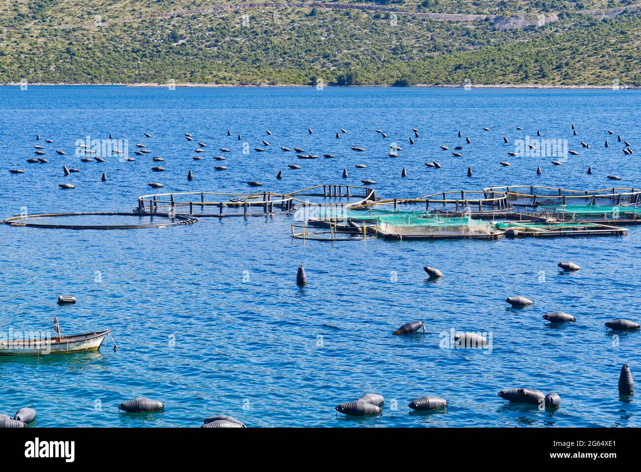 Mussels farm cultivation in Adriatic sea during summer. Croatia Stock ...