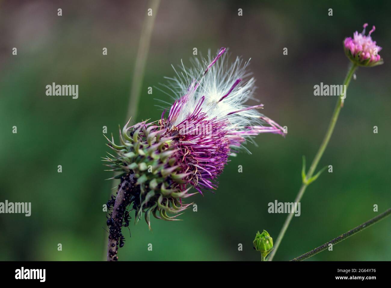 Silybum marianum asteraceae hi-res stock photography and images - Alamy