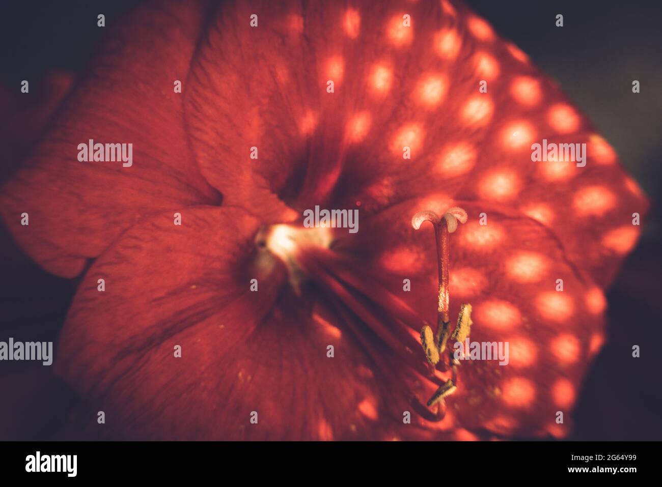 Macro Close Up Professional Flower Photography. High Resolution and ...