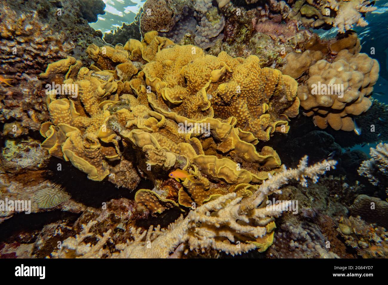 Coral reef and water plants in the Red Sea, Eilat Israel Stock Photo ...