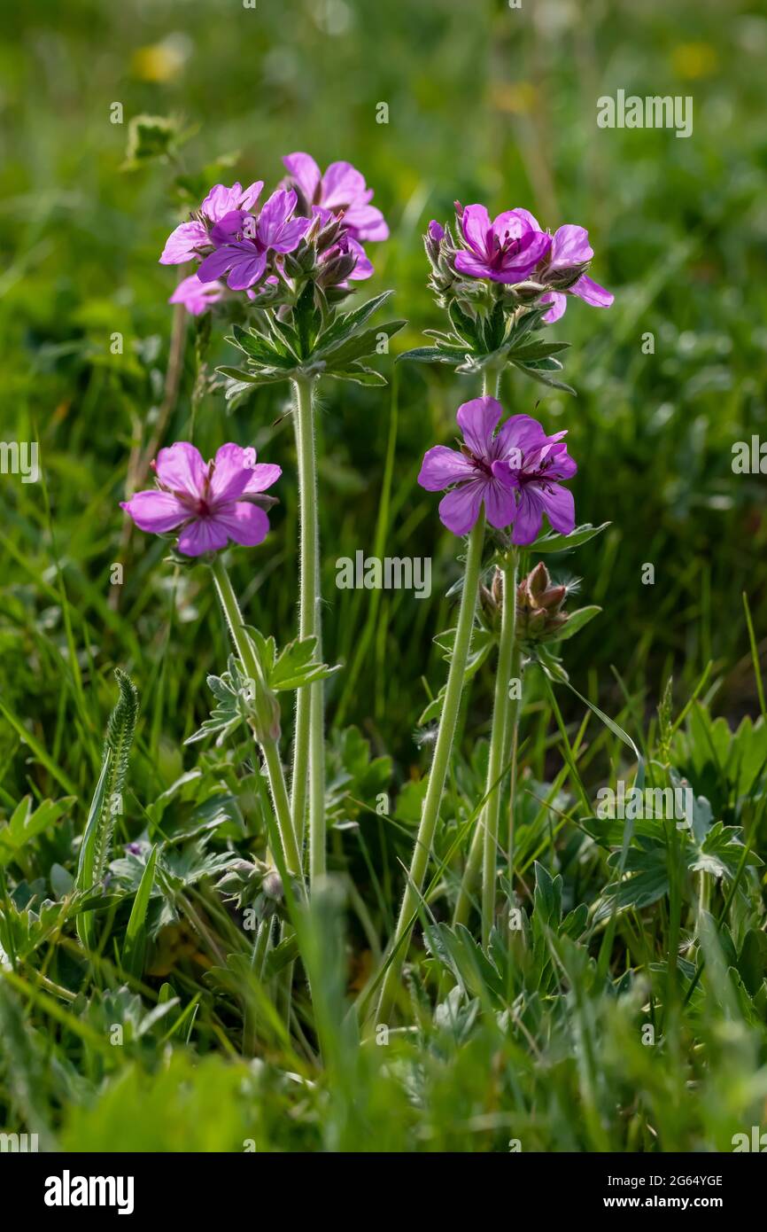 Dissected lily hi-res stock photography and images - Alamy