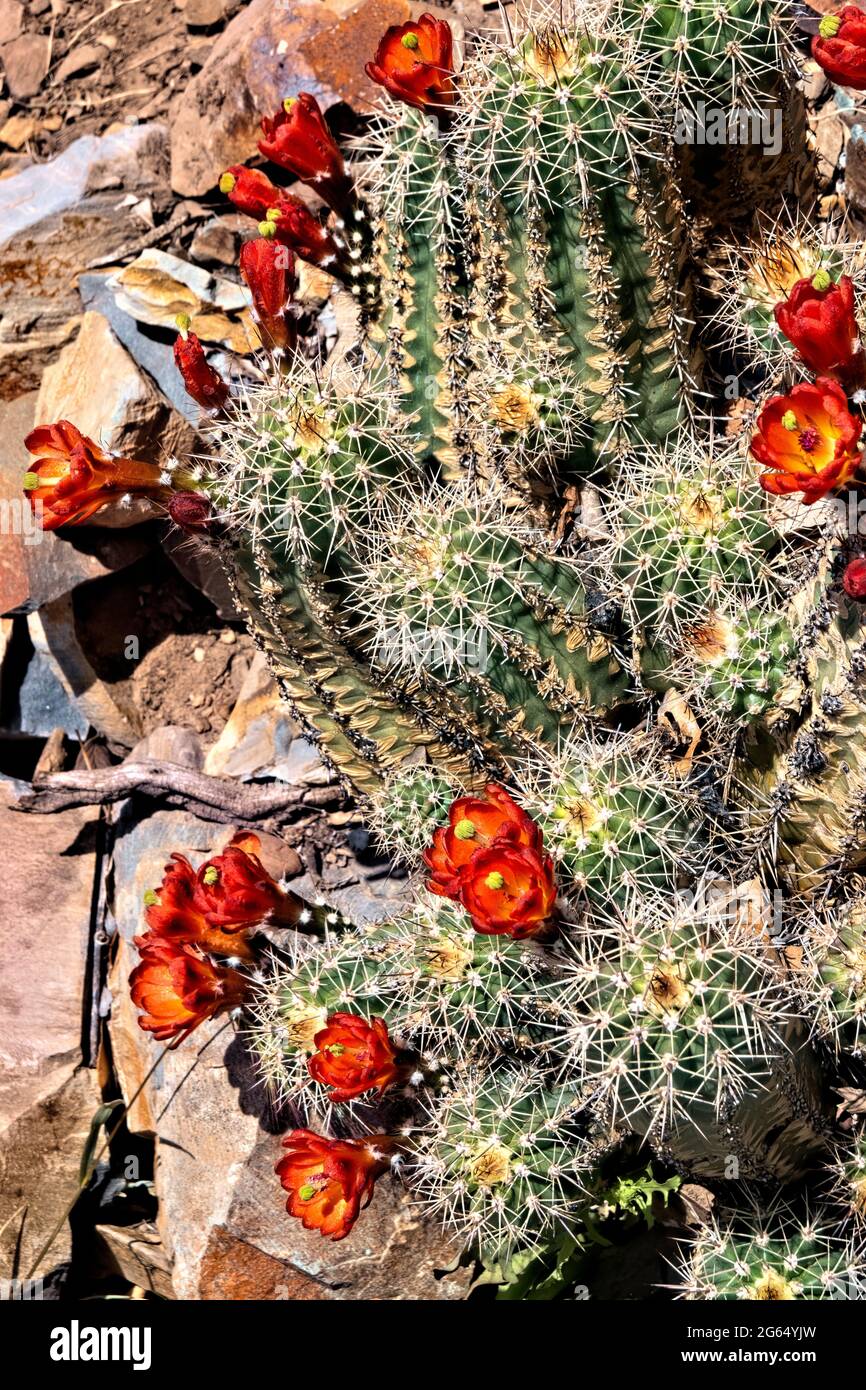 Scarlet hedgehog cactus flowers (Echinocereus coccineus) along the ...