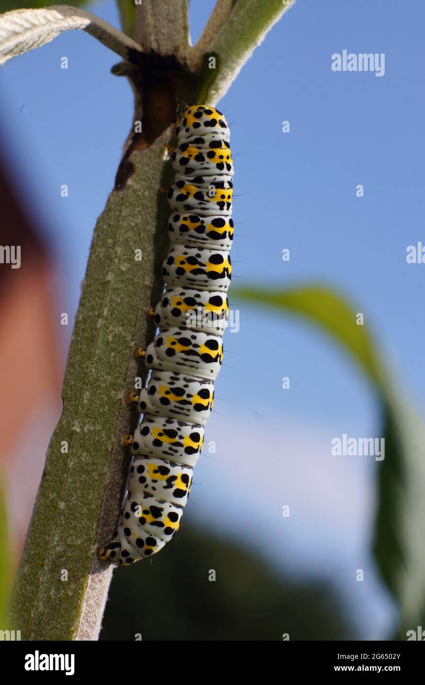 a mullein moth caterpillar (Cucullia verbasci) on a leaf with soft ...