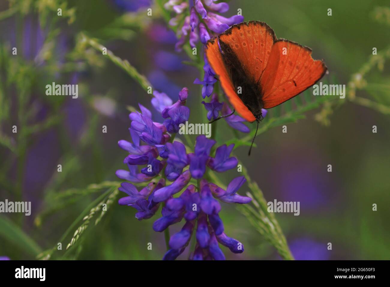 Lycaena virgaureae, Scarce Copper. Vicia cracca, Cow Vetch, bird vetch ...