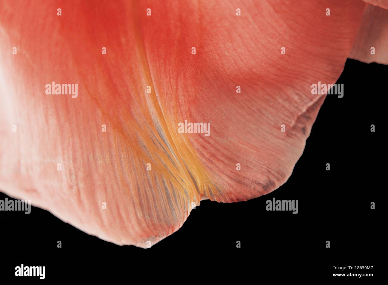 Macro Close Up Professional Flower Photography Stock Photo - Alamy