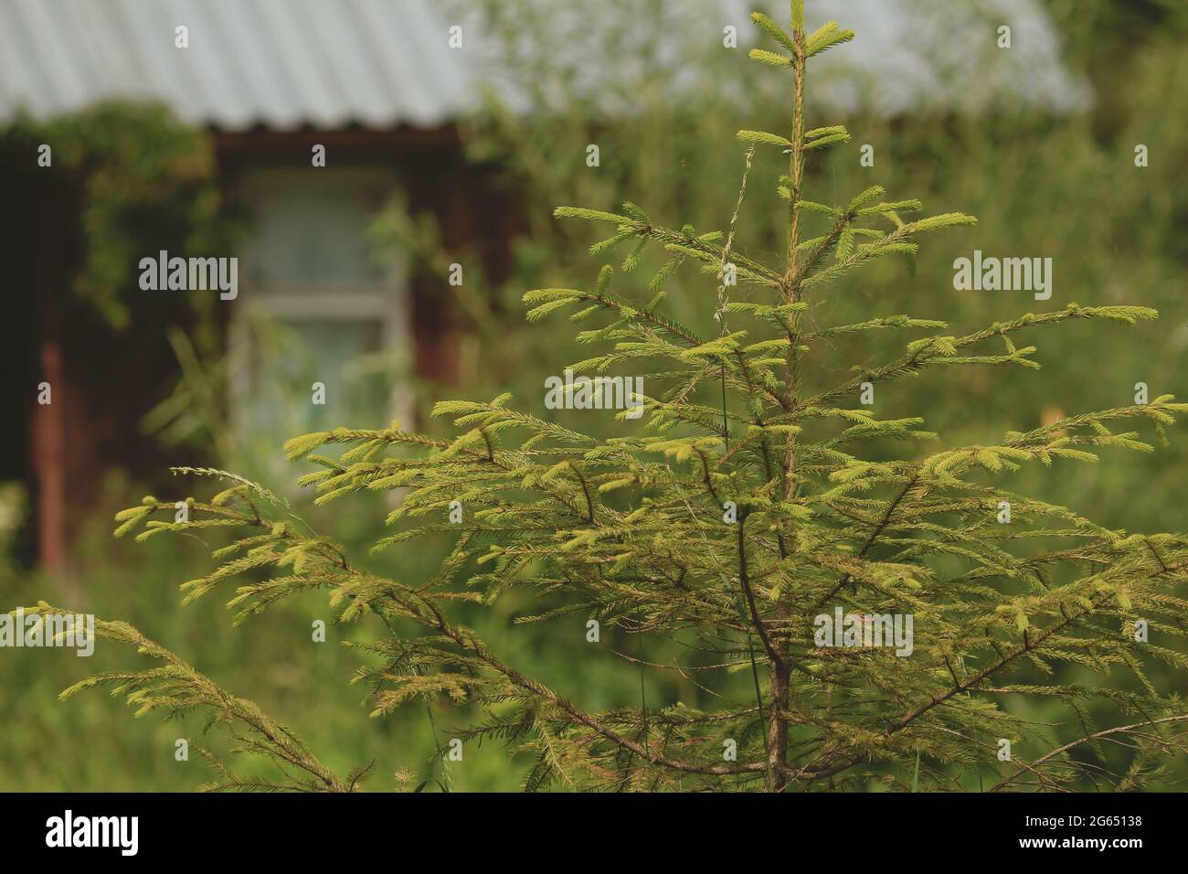 Tree hut young hi-res stock photography and images - Alamy