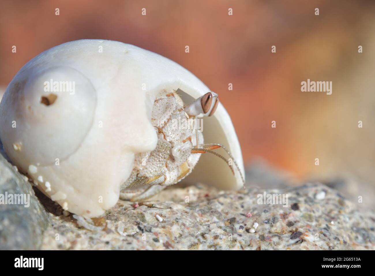 Crab in a white shell Stock Photo - Alamy
