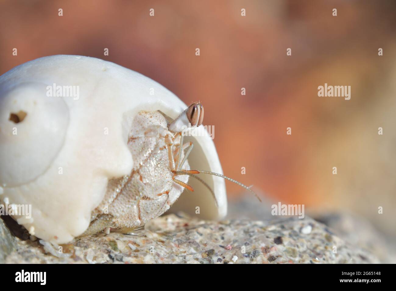 Crab in a white shell Stock Photo - Alamy
