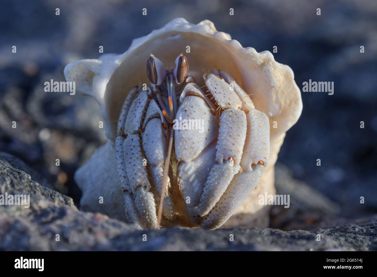 Crab in a white shell Stock Photo - Alamy