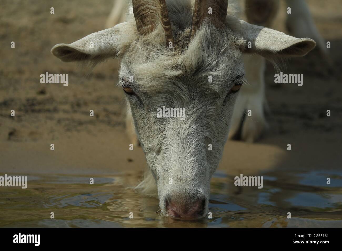 Water goat hi-res stock photography and images - Alamy