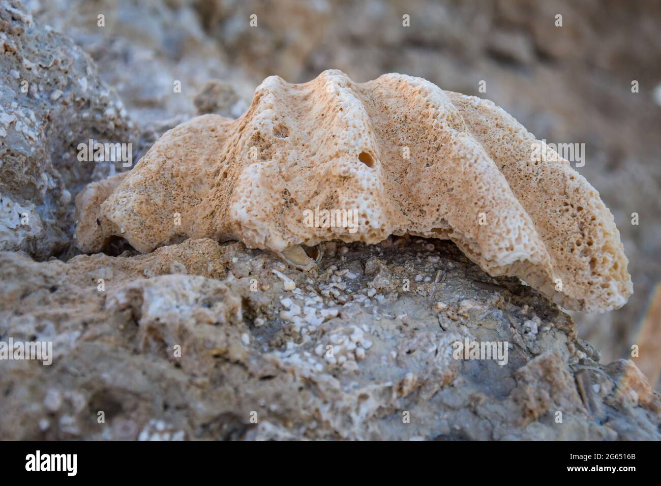 Seashell on the beach Stock Photo - Alamy
